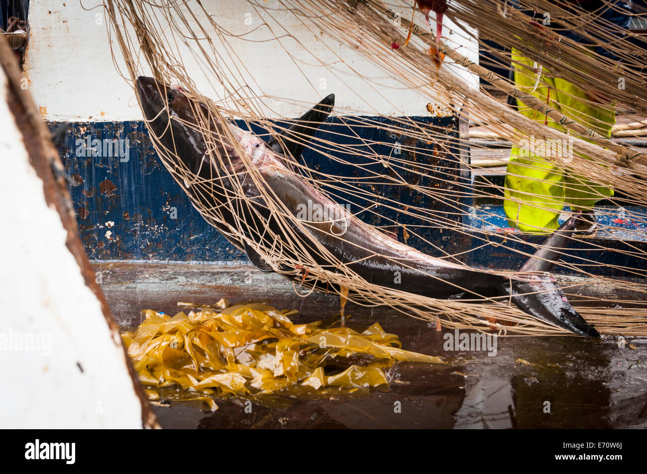 Pollack catch hi-res stock photography and images - Alamy