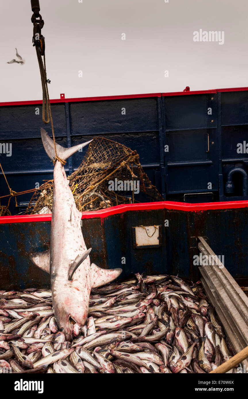 Pollack fishing in the Bering Sea - July 2014 - by-catch Stock Photo ...