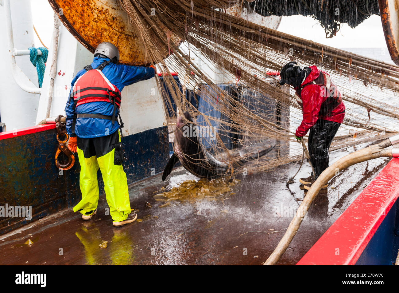 Pollack catch hi-res stock photography and images - Alamy