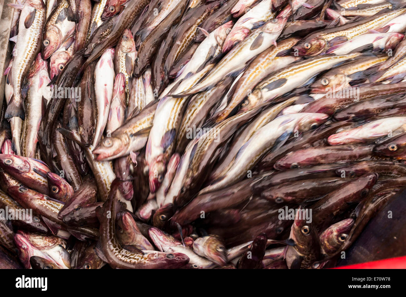 Pollack fishing in the Bering Sea - July 2014 Stock Photo - Alamy