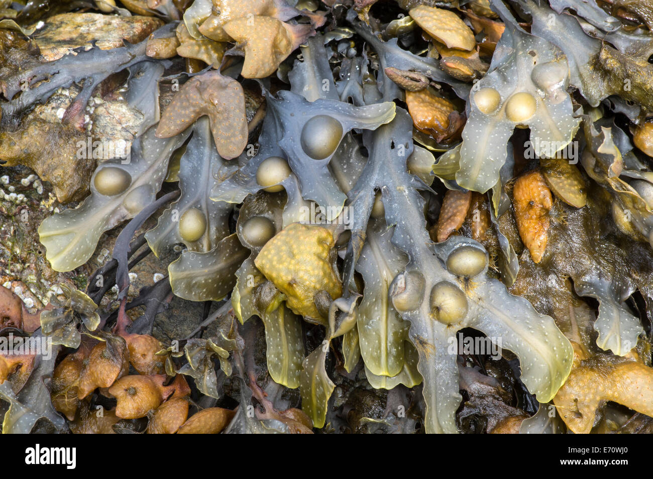 Bladder Wrack. Common on rocks along the shore Stock Photo - Alamy