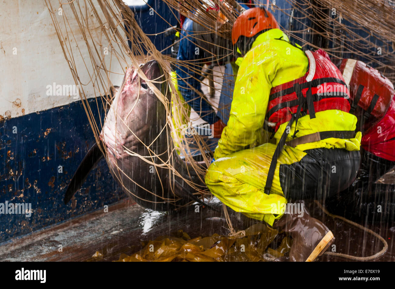 Pollack fishing in the Bering Sea - July 2014 - by-catch Stock Photo ...