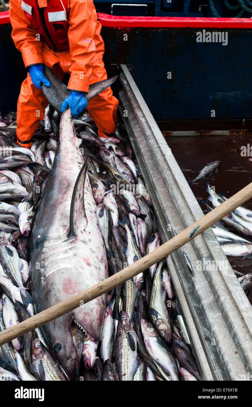 Pollack fishing in the Bering Sea - July 2014 - by-catch Stock Photo ...