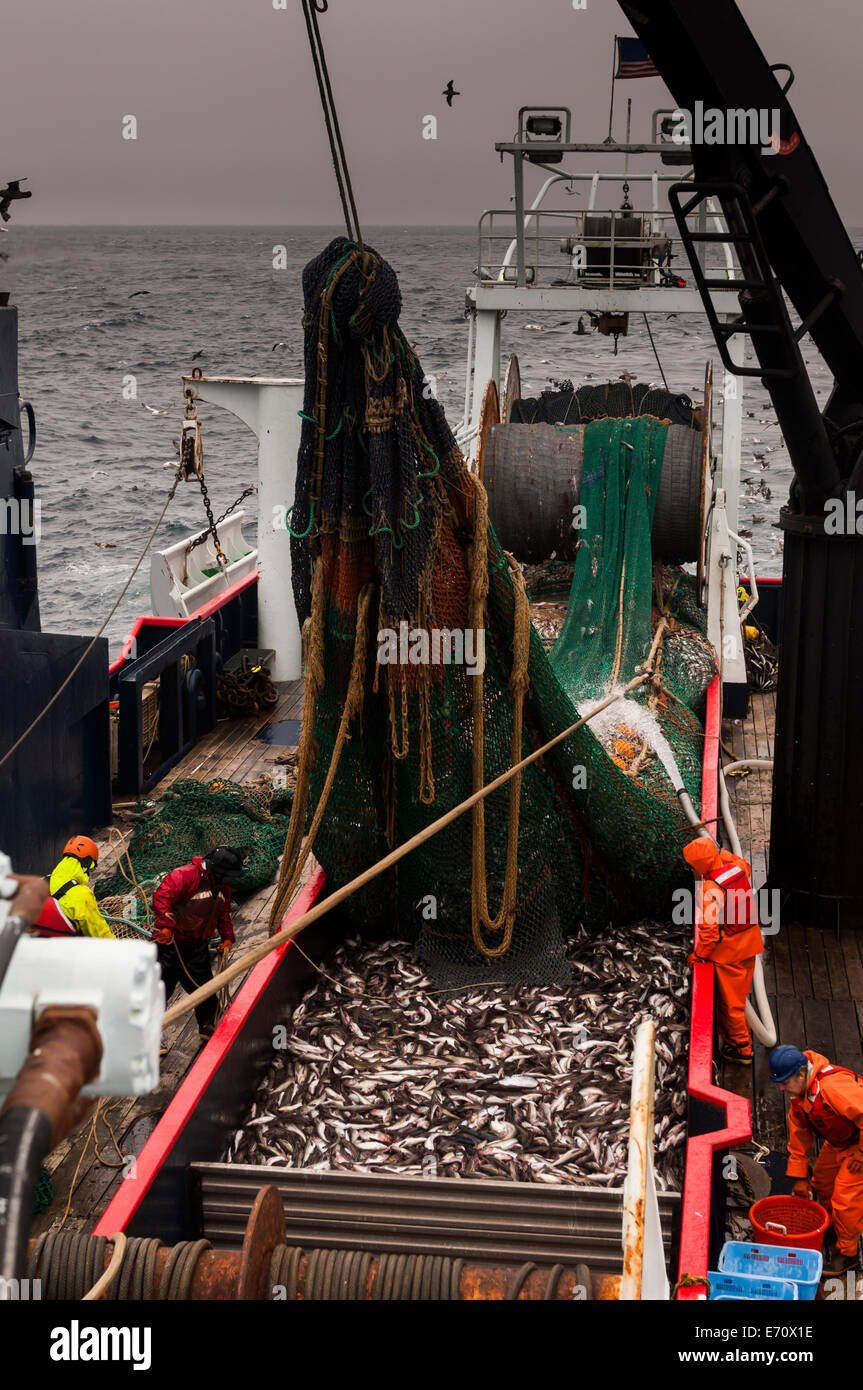 Pollack fishing in the Bering Sea - July 2014 Stock Photo - Alamy