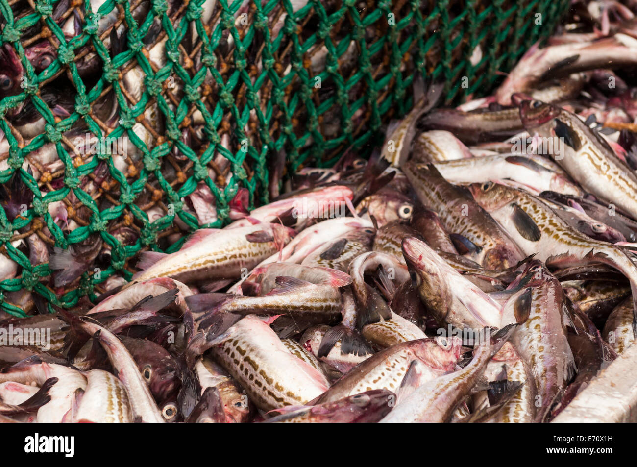 Pollack fishing in the Bering Sea - July 2014 Stock Photo - Alamy