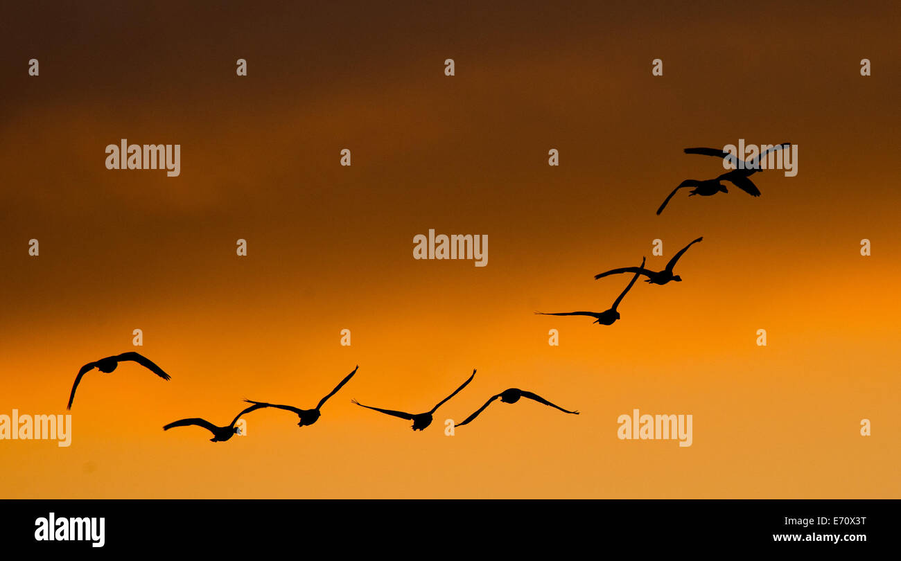 Sehnde, Germany. 03rd Sep, 2014. The silhouettes of greylag geese ...