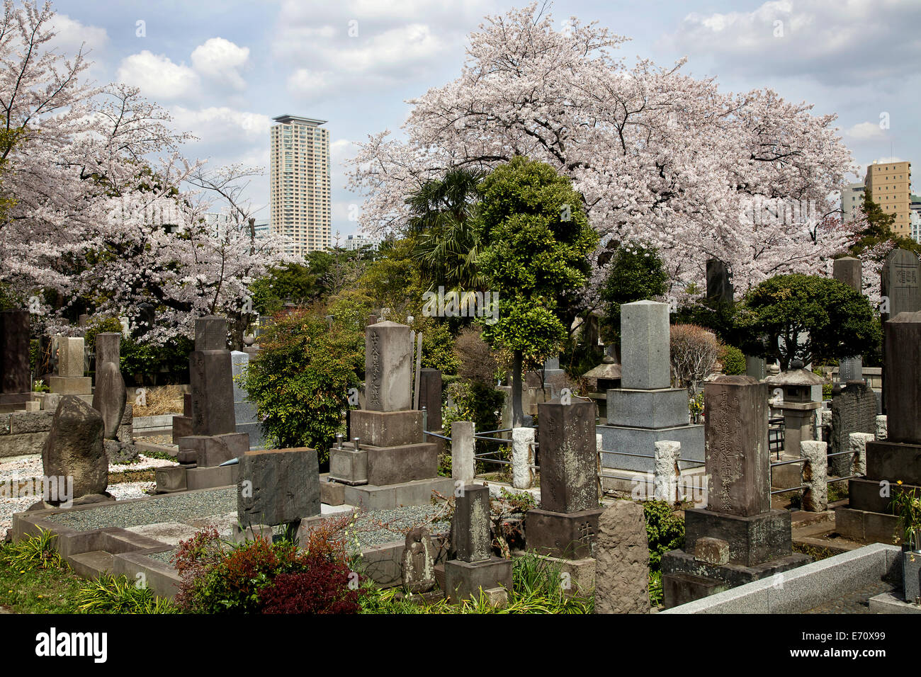 Aoyama cemetery hi-res stock photography and images - Alamy