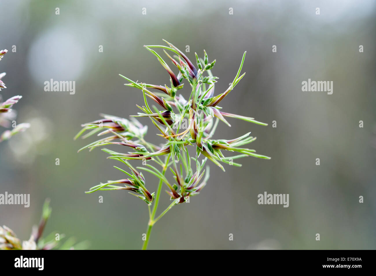 Flowers of bulbous bluegrass, Poa bulbosa Stock Photo - Alamy