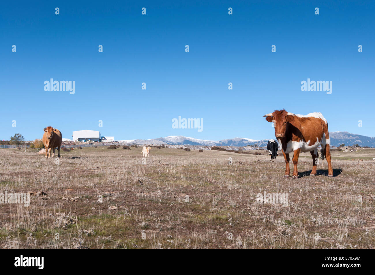 Extensive grazing hi-res stock photography and images - Alamy