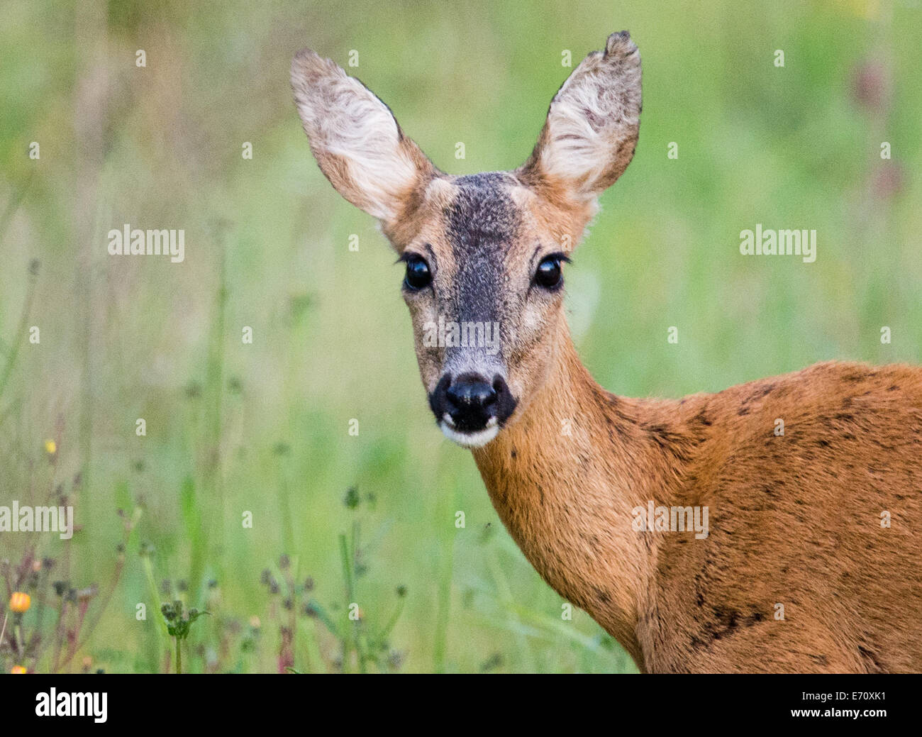 Sehnde, Germany. 03rd Sep, 2014. A roe deer (Capreolus capreolus ...