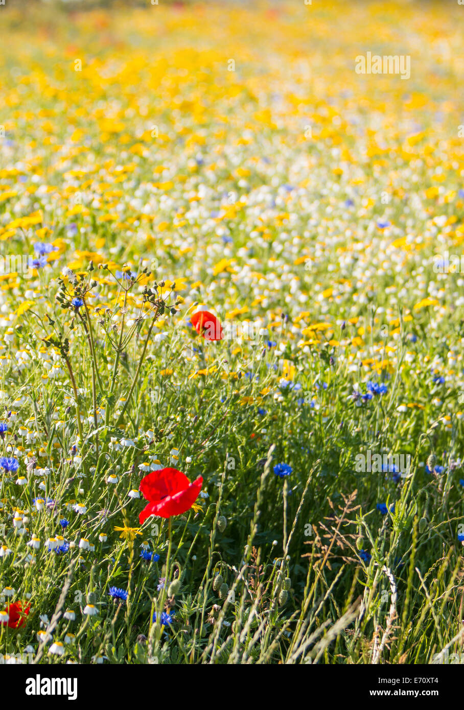 English wildflower meadow hi-res stock photography and images - Alamy