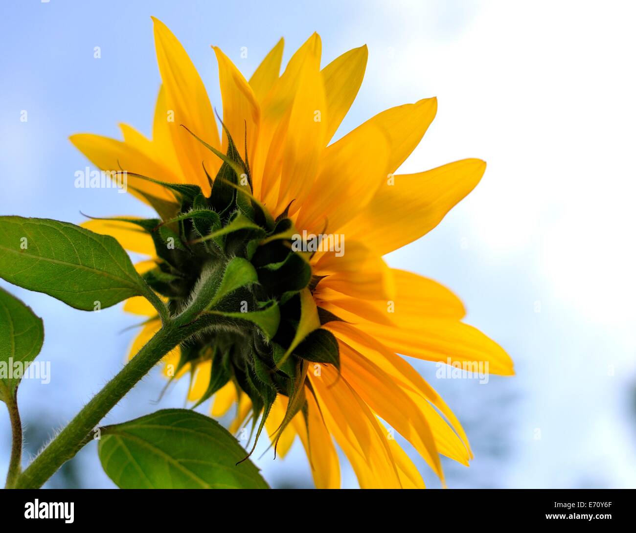 yellow sunflower seen from below pointing into a blue sky fading to ...