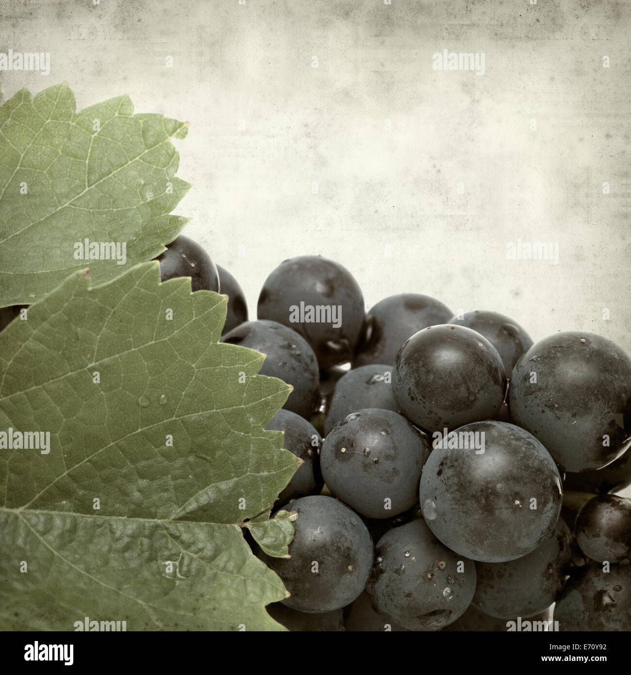 textured old paper background with dark grapes Stock Photo - Alamy