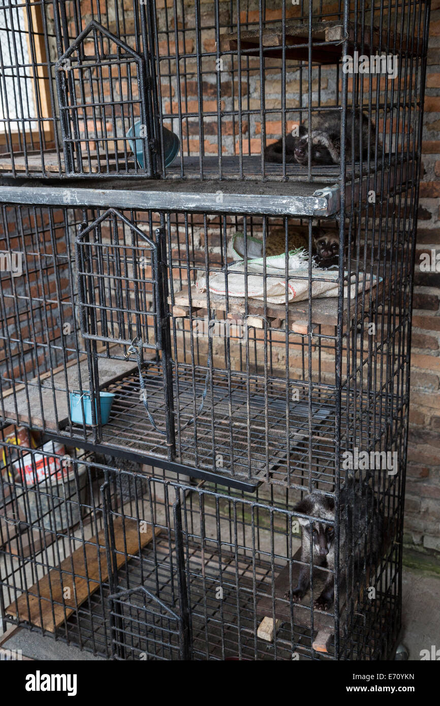 Borobudur, Java, Indonesia. Cages for Keeping Domesticated Asian Palm ...