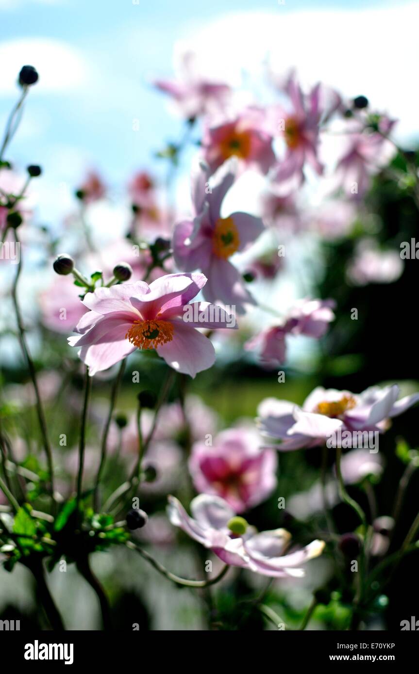 Japanese anemone garden flowers in bloom, late summer (anemone japonica ...