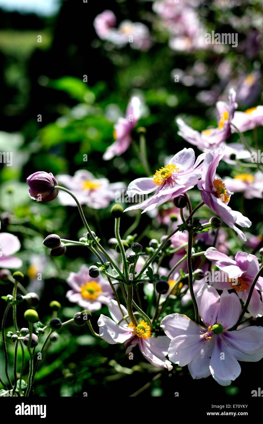 Japanese anemone garden flowers in bloom, late summer (anemone japonica ...