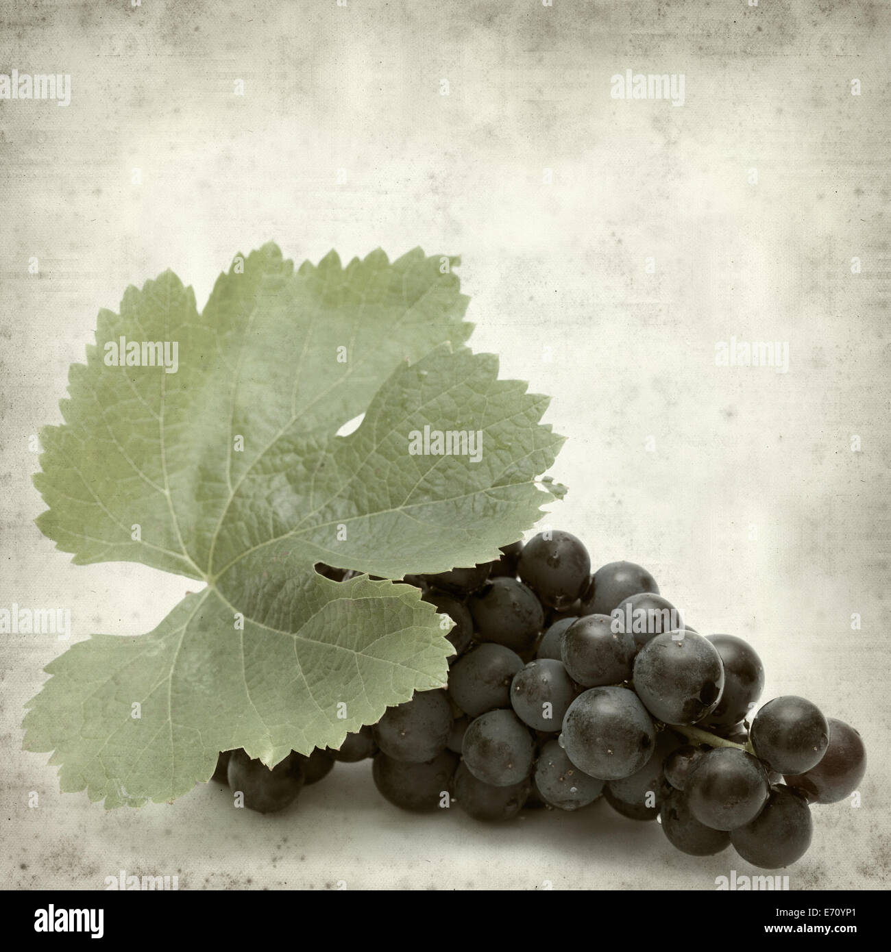 textured old paper background with dark grapes Stock Photo - Alamy
