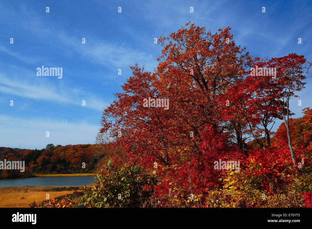 Akita Prefecture Autumn leaves season's Onuma Stock Photo - Alamy