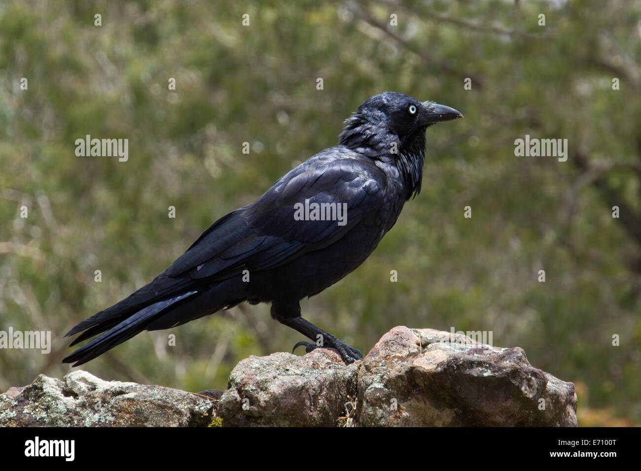 Australian blackbird hi-res stock photography and images - Alamy