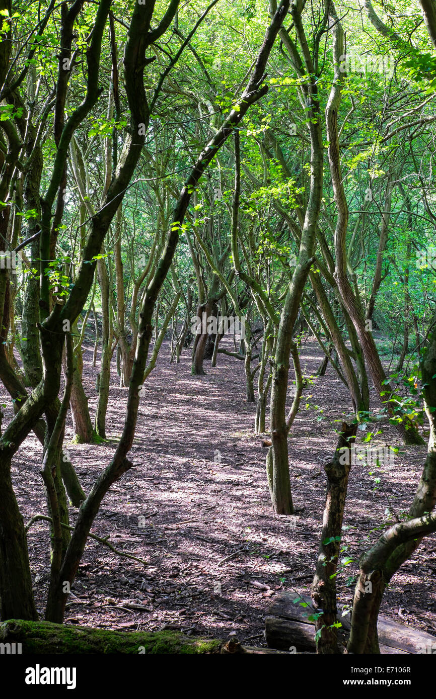 Path in woods in park Milton Stock Photo - Alamy