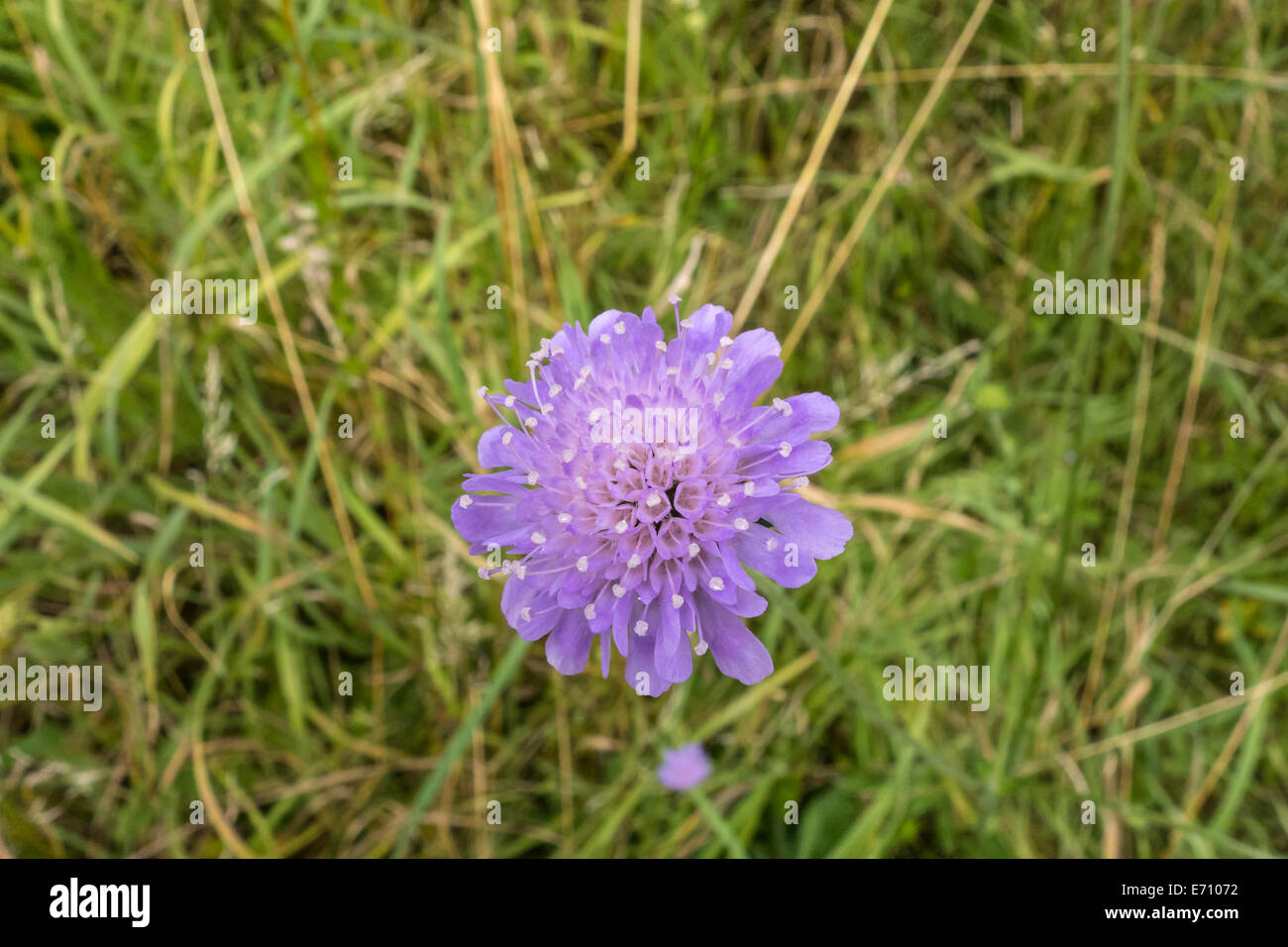 Field Scabious wild flower Stock Photo - Alamy