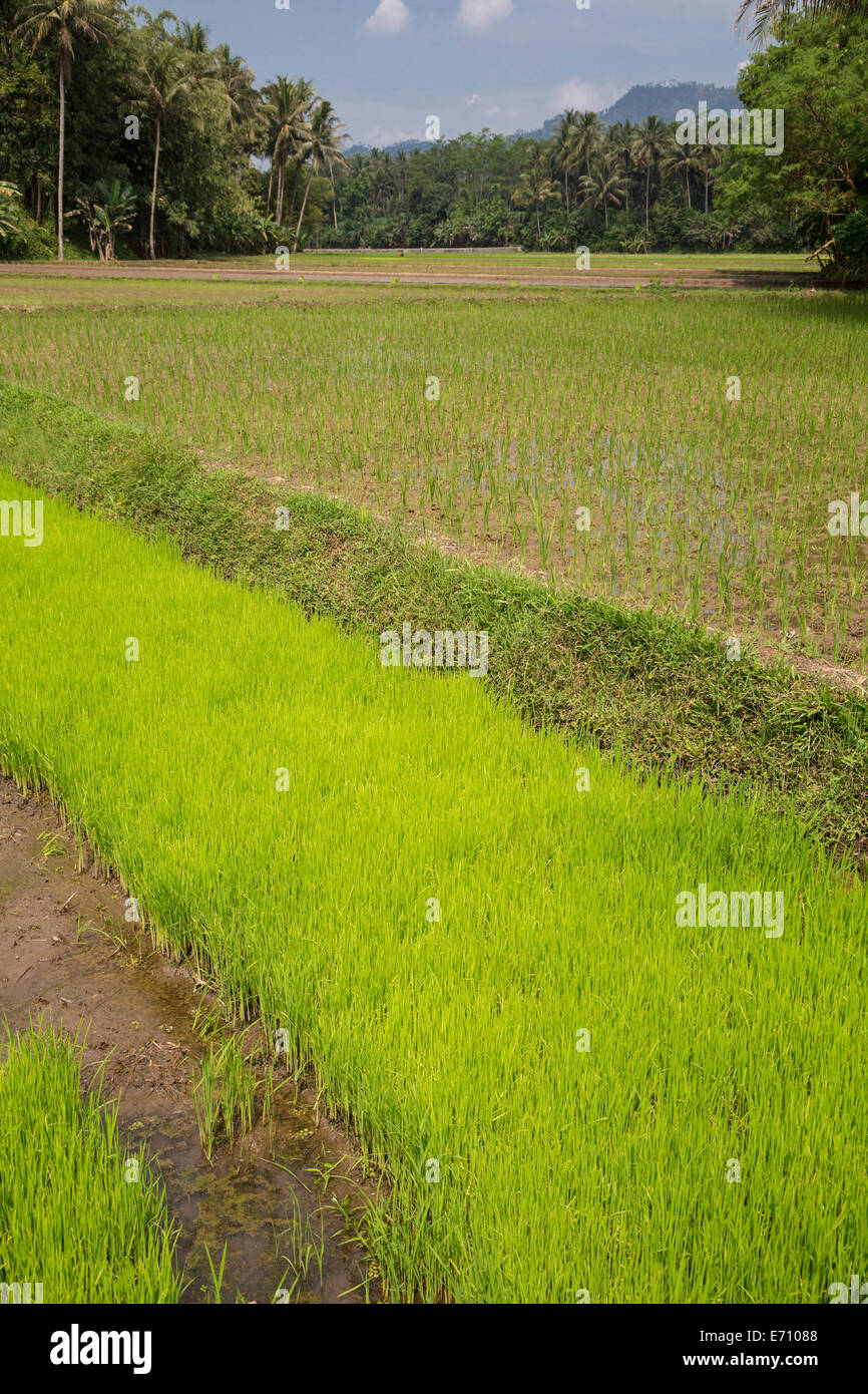 Borobudur, Java, Indonesia. Young Rice Growing in the Field Stock Photo ...