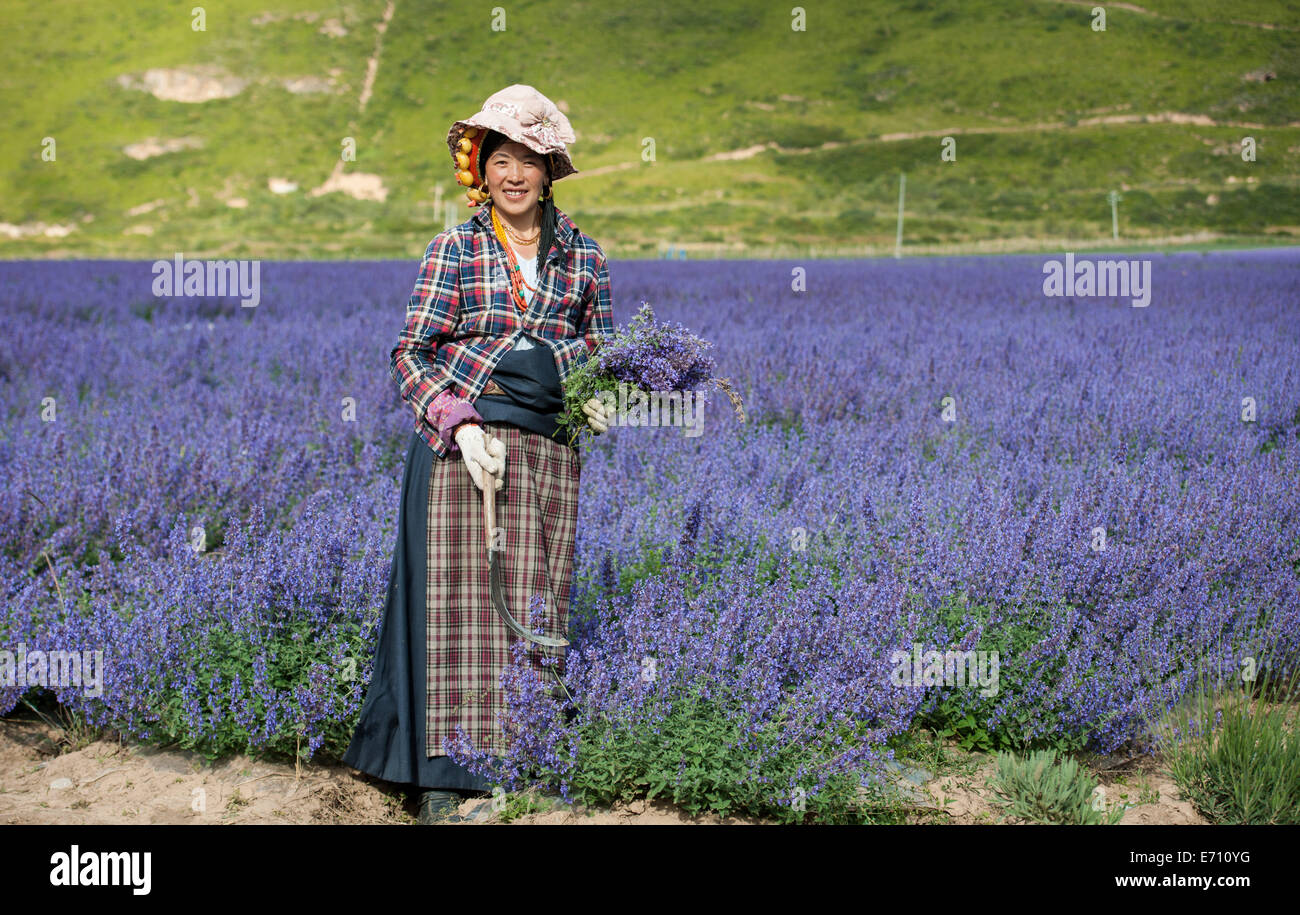 Songpan, China's Sichuan Province. 3rd Sep, 2014. A local villager ...