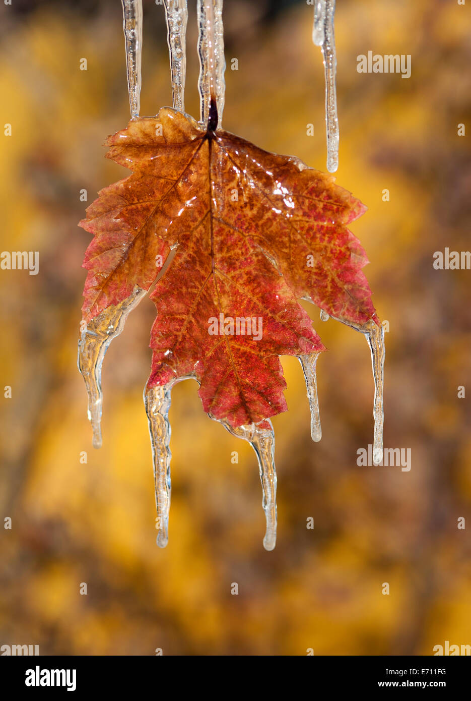 A red brown maple leaf, in autumn. Icicles hanging off the tips Stock ...