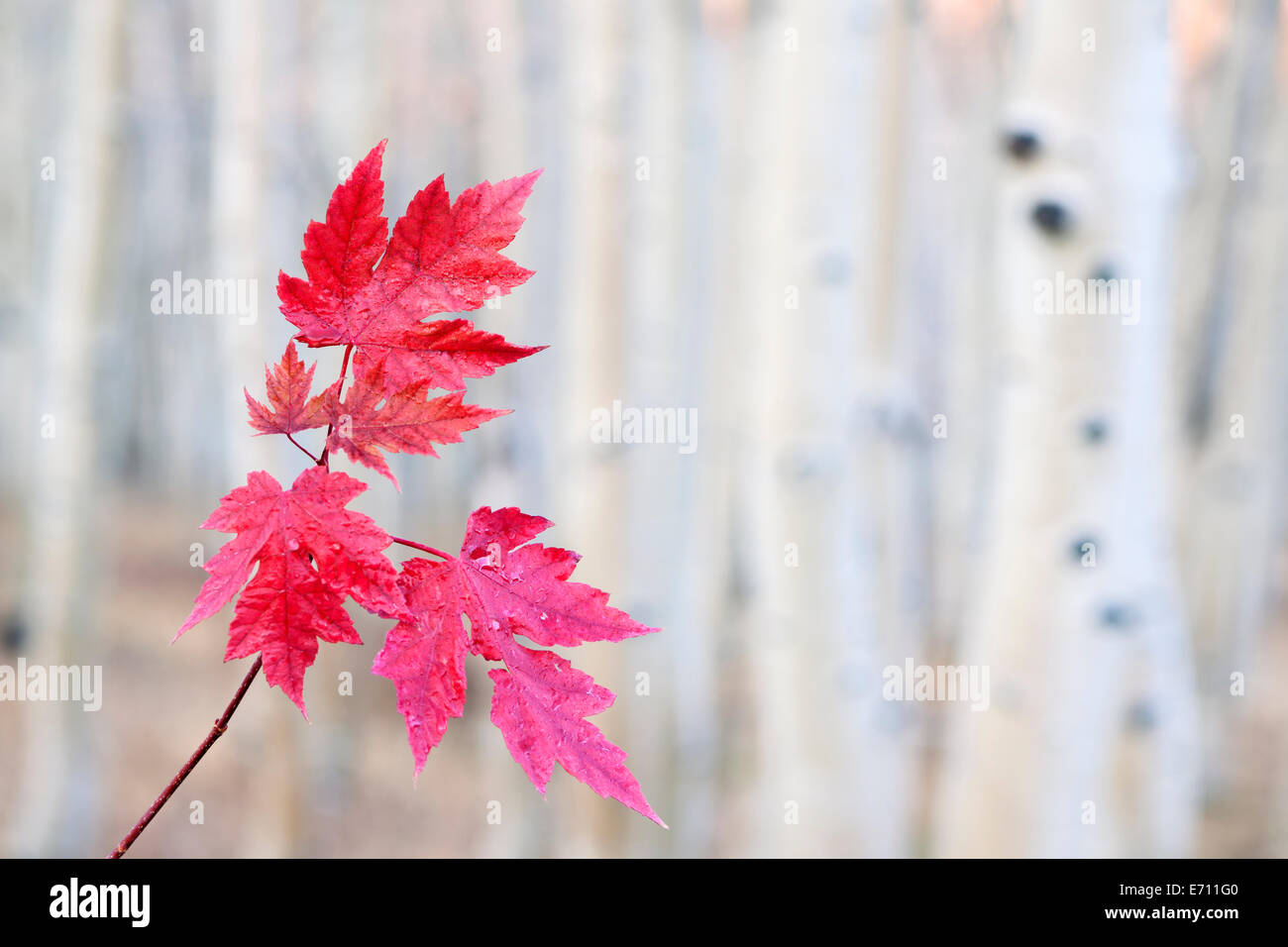 Red maple leaves on a stem, against a pale background. Autumn Stock ...