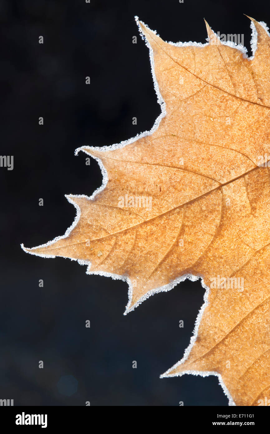 Light through a leaf hi-res stock photography and images - Alamy