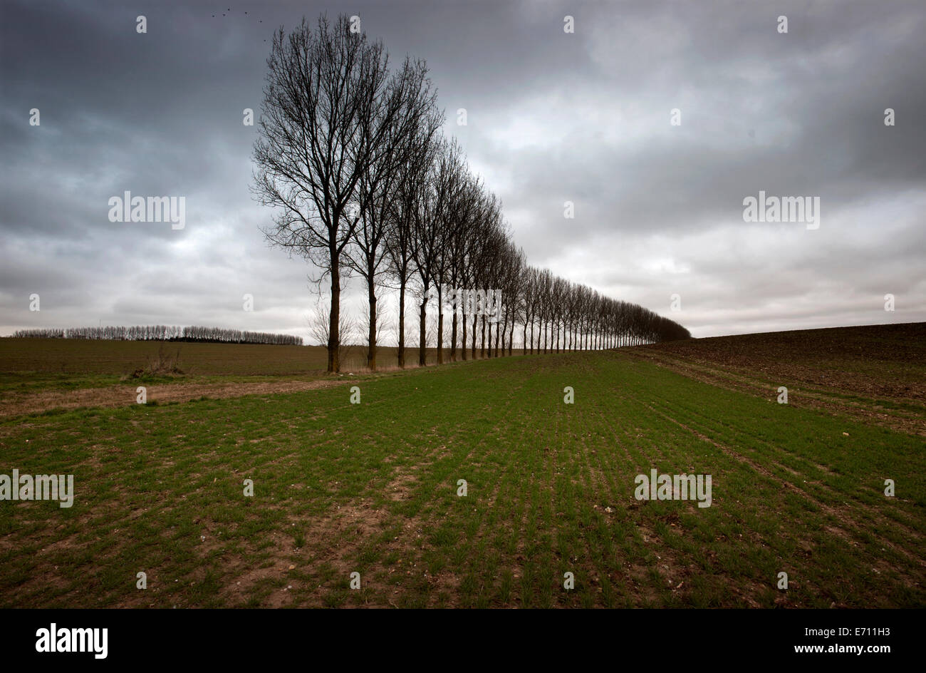Somme battlefield 1916 trees High Resolution Stock Photography and ...