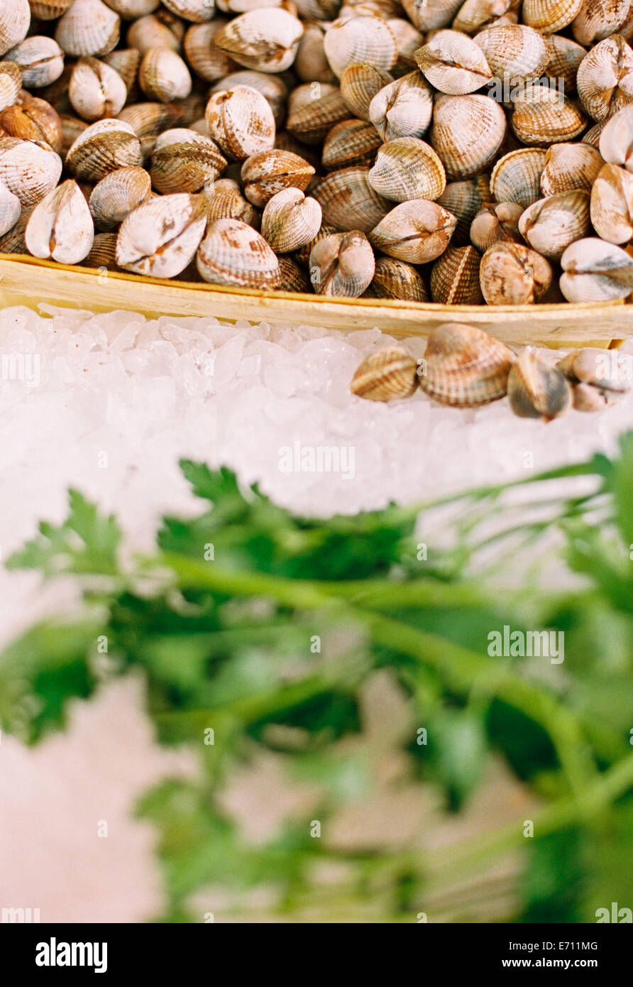 Cockles green hi-res stock photography and images - Alamy