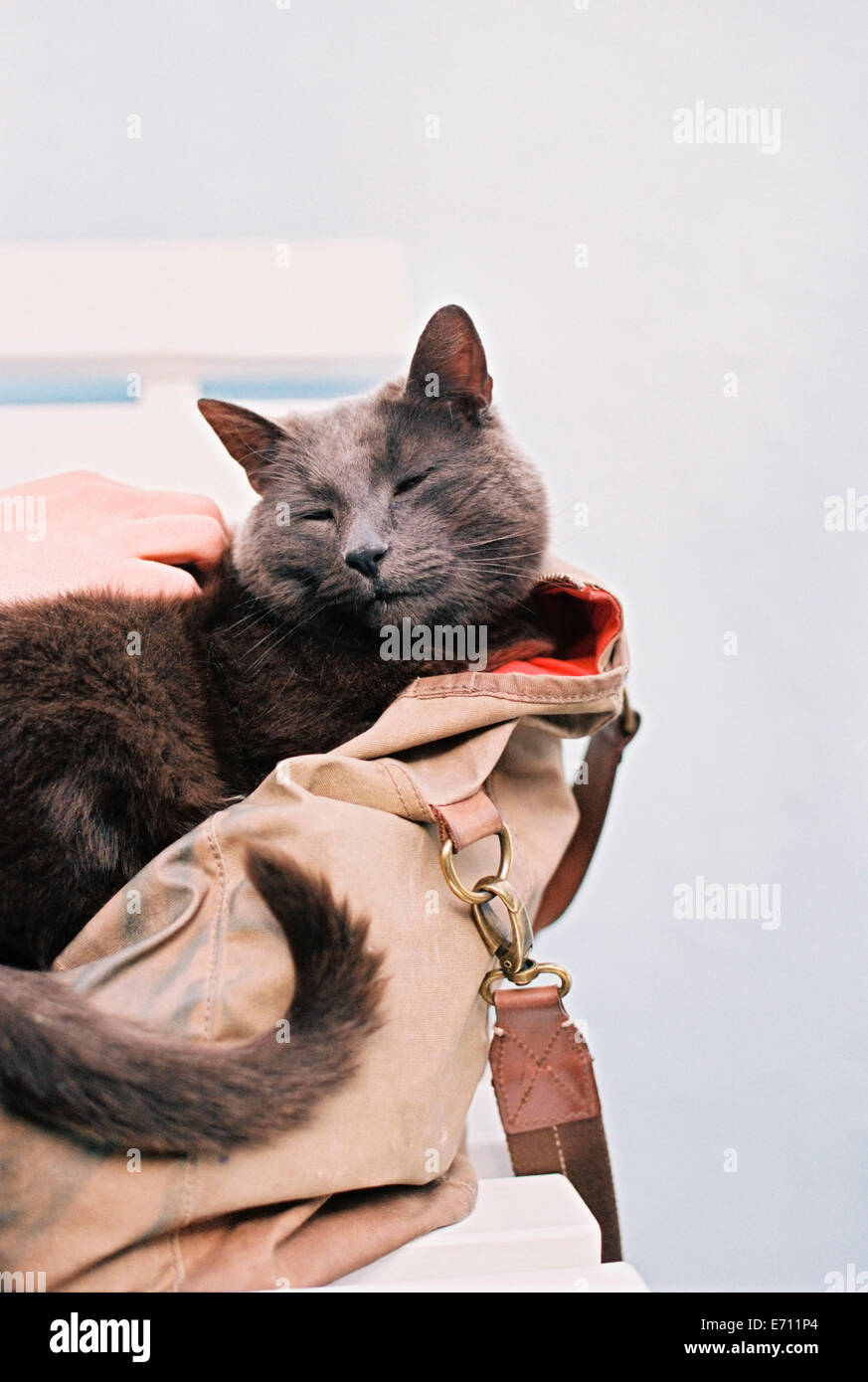 A small grey cat sitting in a handbag Stock Photo - Alamy