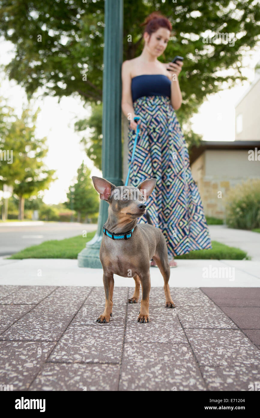 Dog with phone hi-res stock photography and images - Alamy