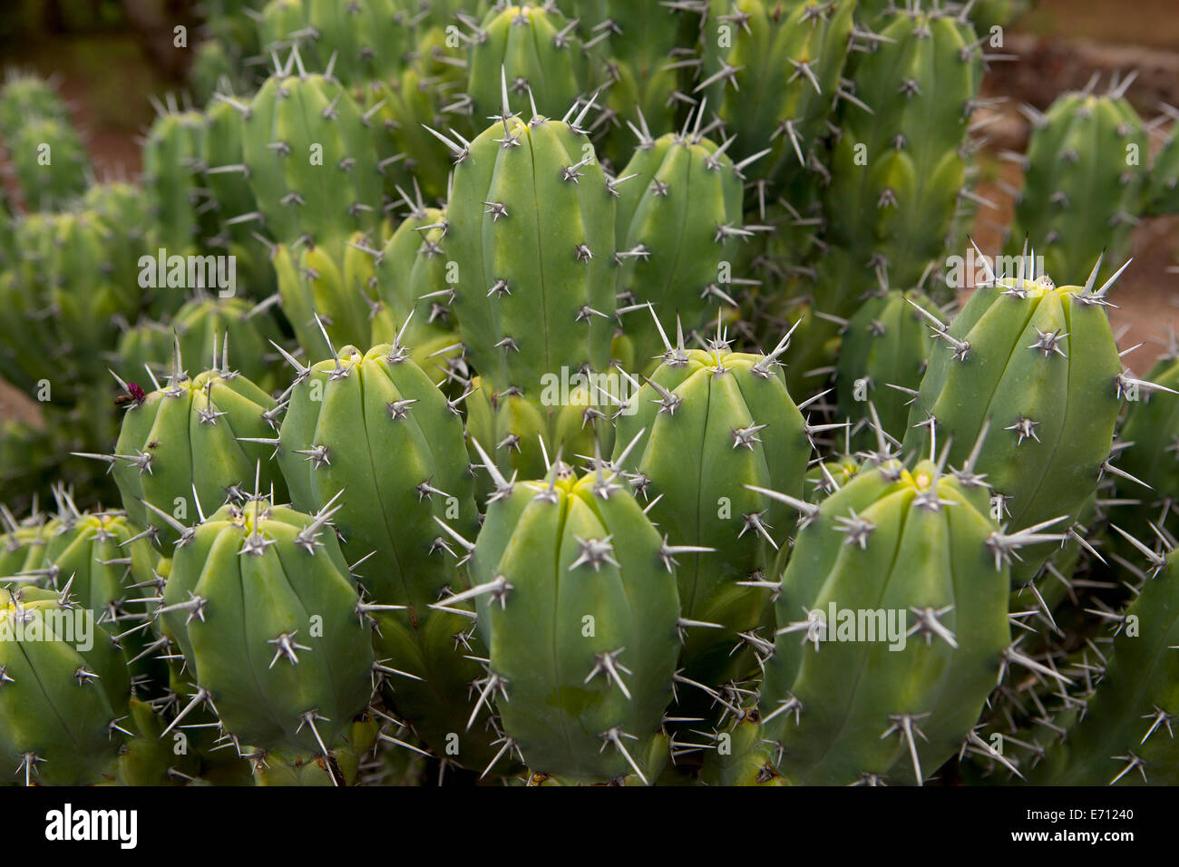 Closeup cactus hi-res stock photography and images - Alamy