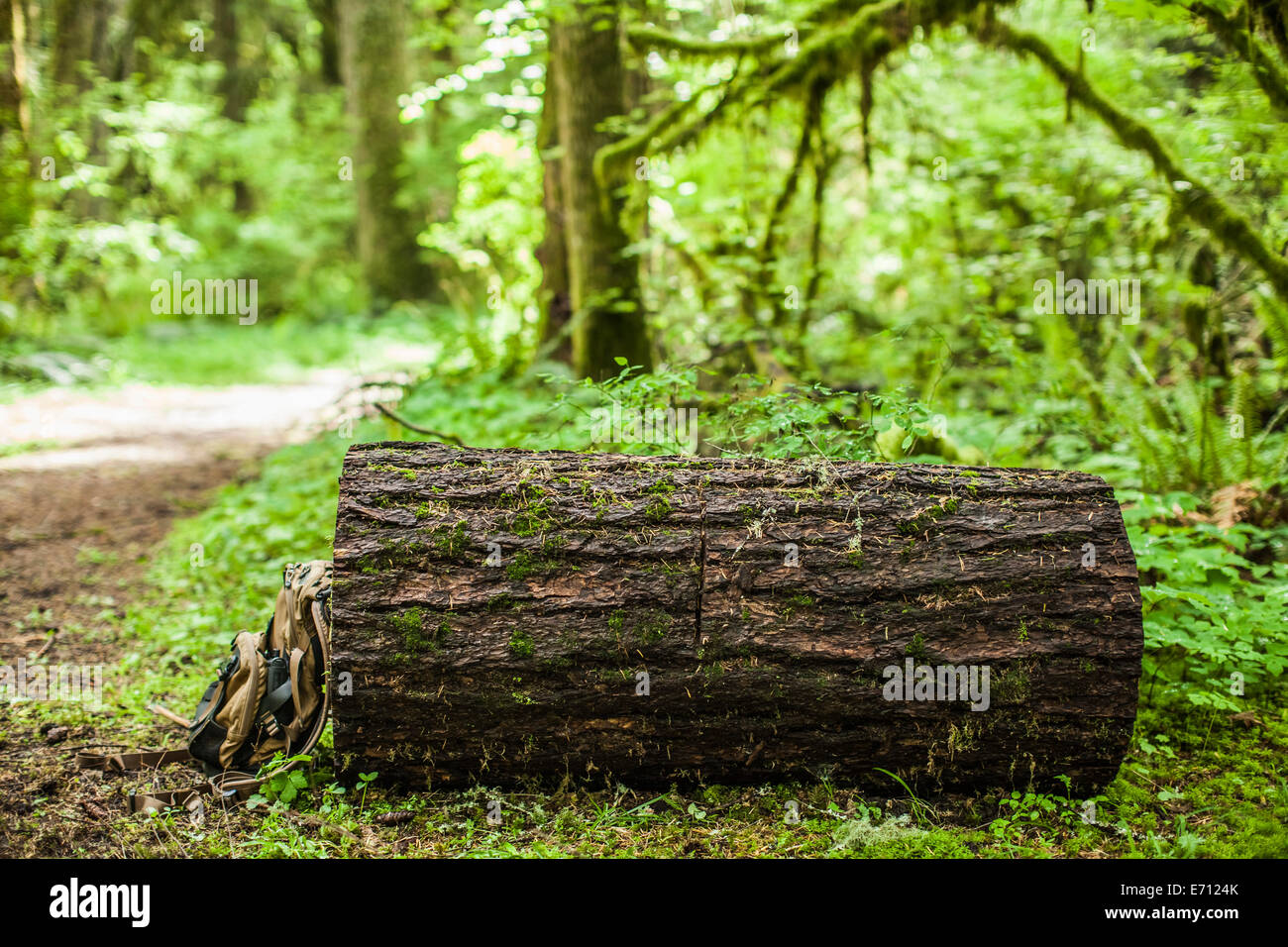 Log lying on its side Stock Photo - Alamy