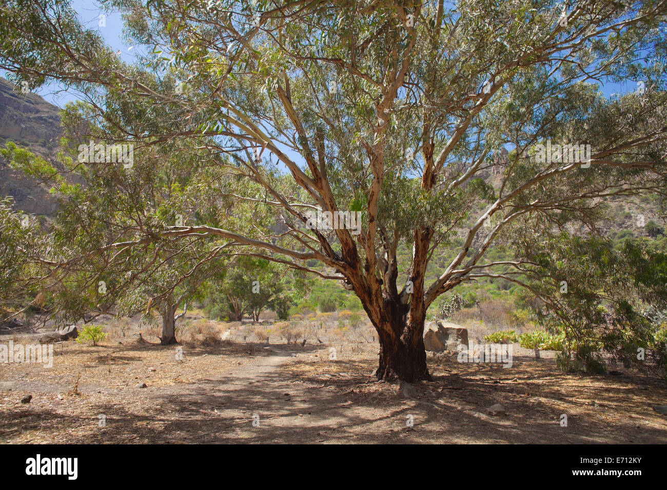 Gran Canaria, Caldera de Bandama, eucalyptus trees at the bottom Stock ...