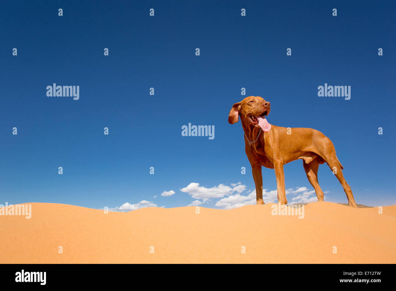 pure breed golden dog standing on golden desert sand with blue sky in ...