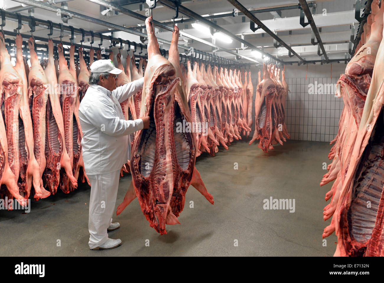 Butcher checking sides of pork in cold store of a slaughterhouse Stock ...
