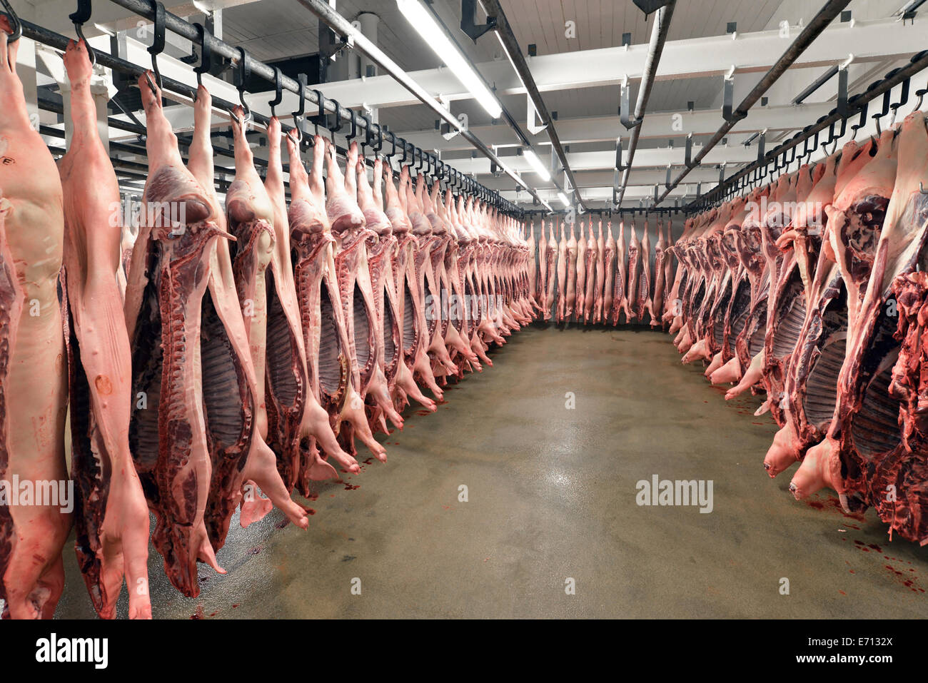 Sides of pork in cold store of a slaughterhouse Stock Photo - Alamy