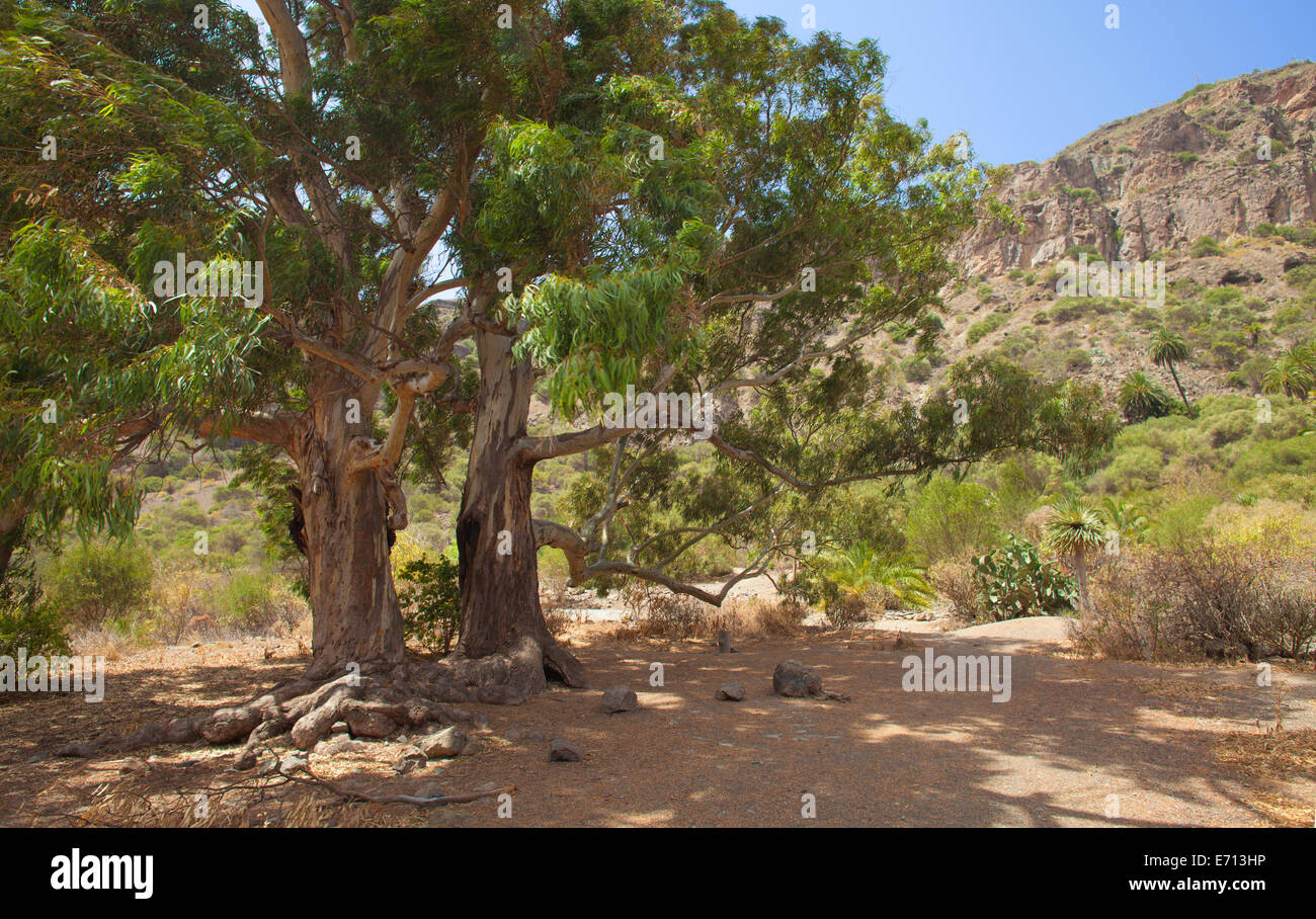 Gran Canaria, Caldera de Bandama, eucalyptus trees at the bottom Stock ...