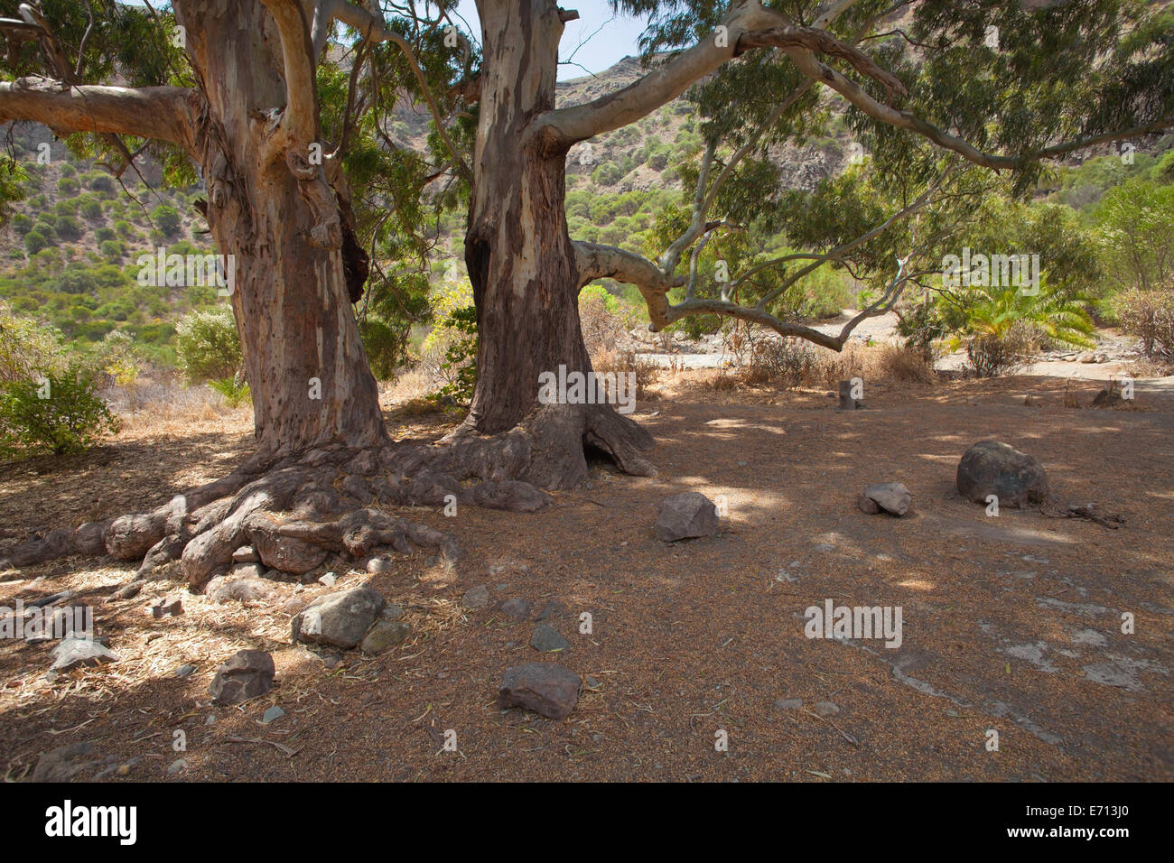 Gran Canaria, Caldera de Bandama, eucalyptus trees at the bottom Stock ...
