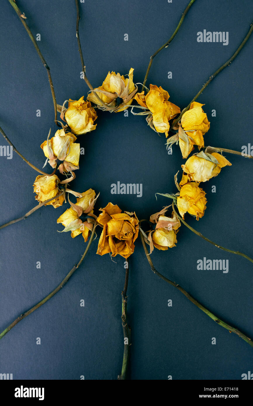 Yellow roses lie in a circle in front of a dark background Stock Photo ...