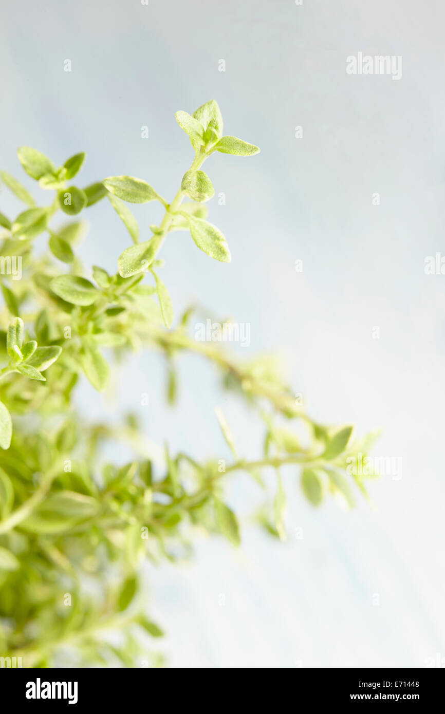 Citriodorus lemon thyme thymus hi-res stock photography and images - Alamy