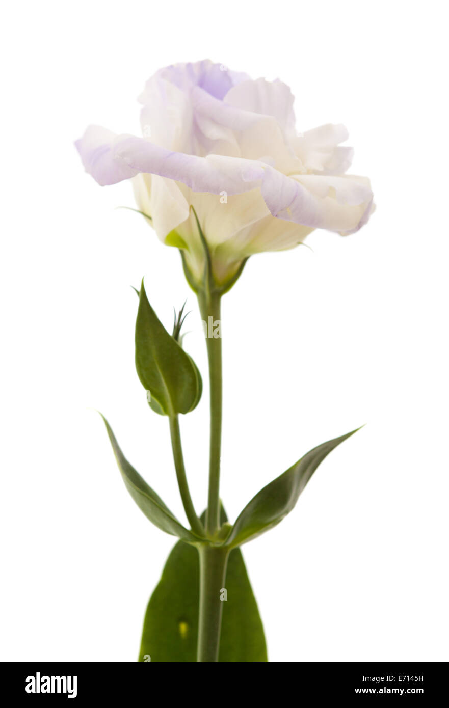 variegated eustoma flower isolated on white Stock Photo - Alamy
