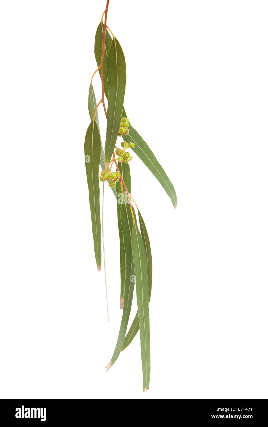 branch of Eucalyptus tereticornis isolated on white Stock Photo - Alamy