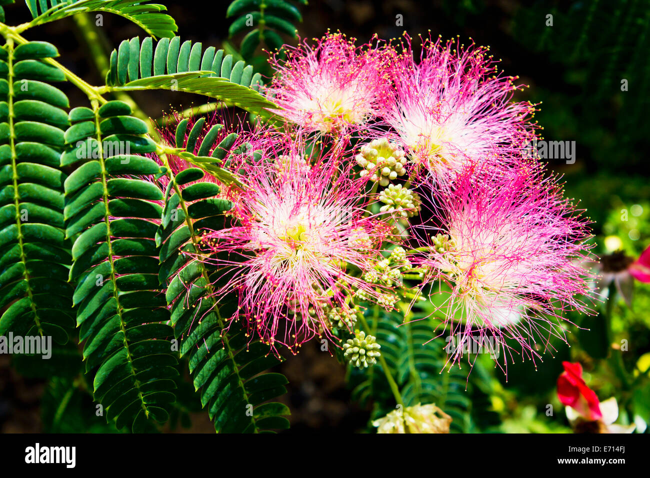 Persian silk hi-res stock photography and images - Alamy