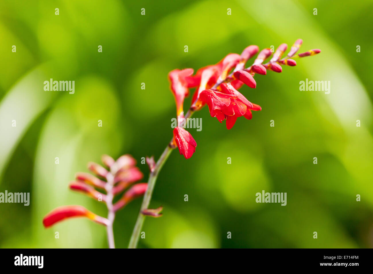 Blossoms of red freesias, Freesia Stock Photo - Alamy