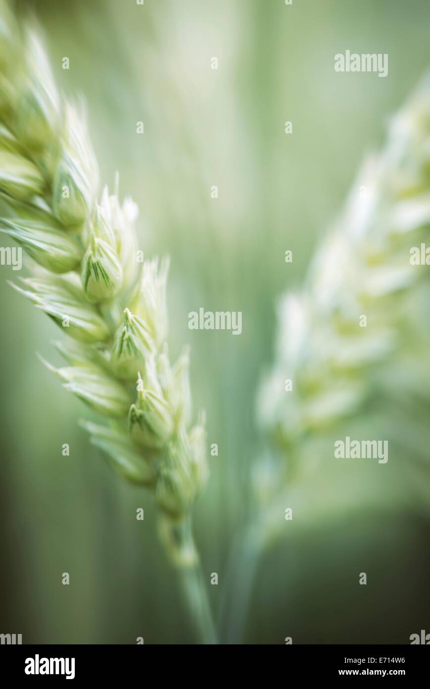 Spikes of wheat, Triticum aestivum, close-up Stock Photo - Alamy