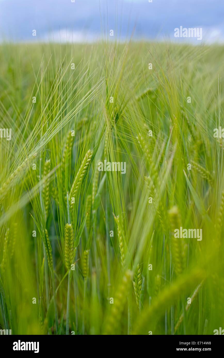 Rye field, Secale cereale Stock Photo - Alamy